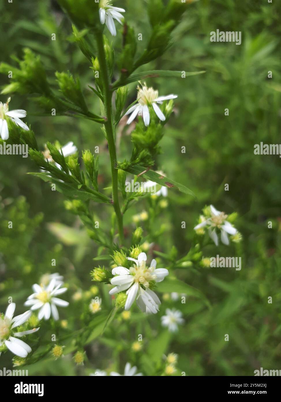 Arrow-leaved Aster (Symphyotrichum urophyllum) Plantae Stock Photo - Alamy