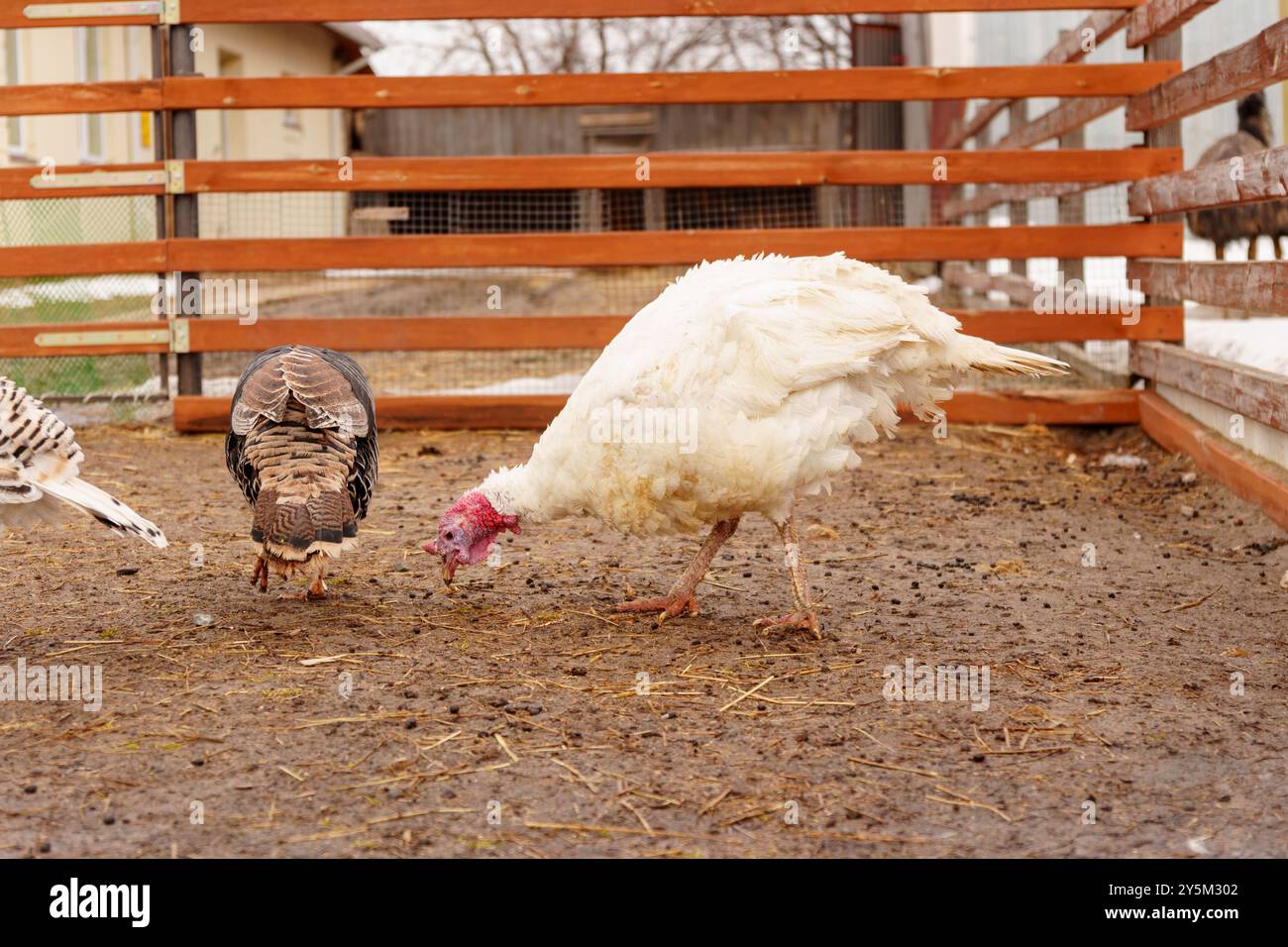Turkey in the village selective focus. Poultry farm, suburban wildlife ...