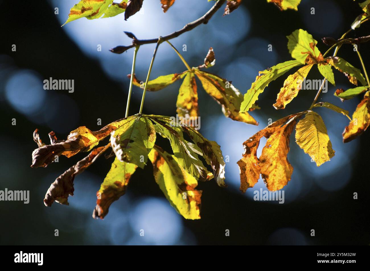 Chestnut leaves against the light Stock Photo - Alamy