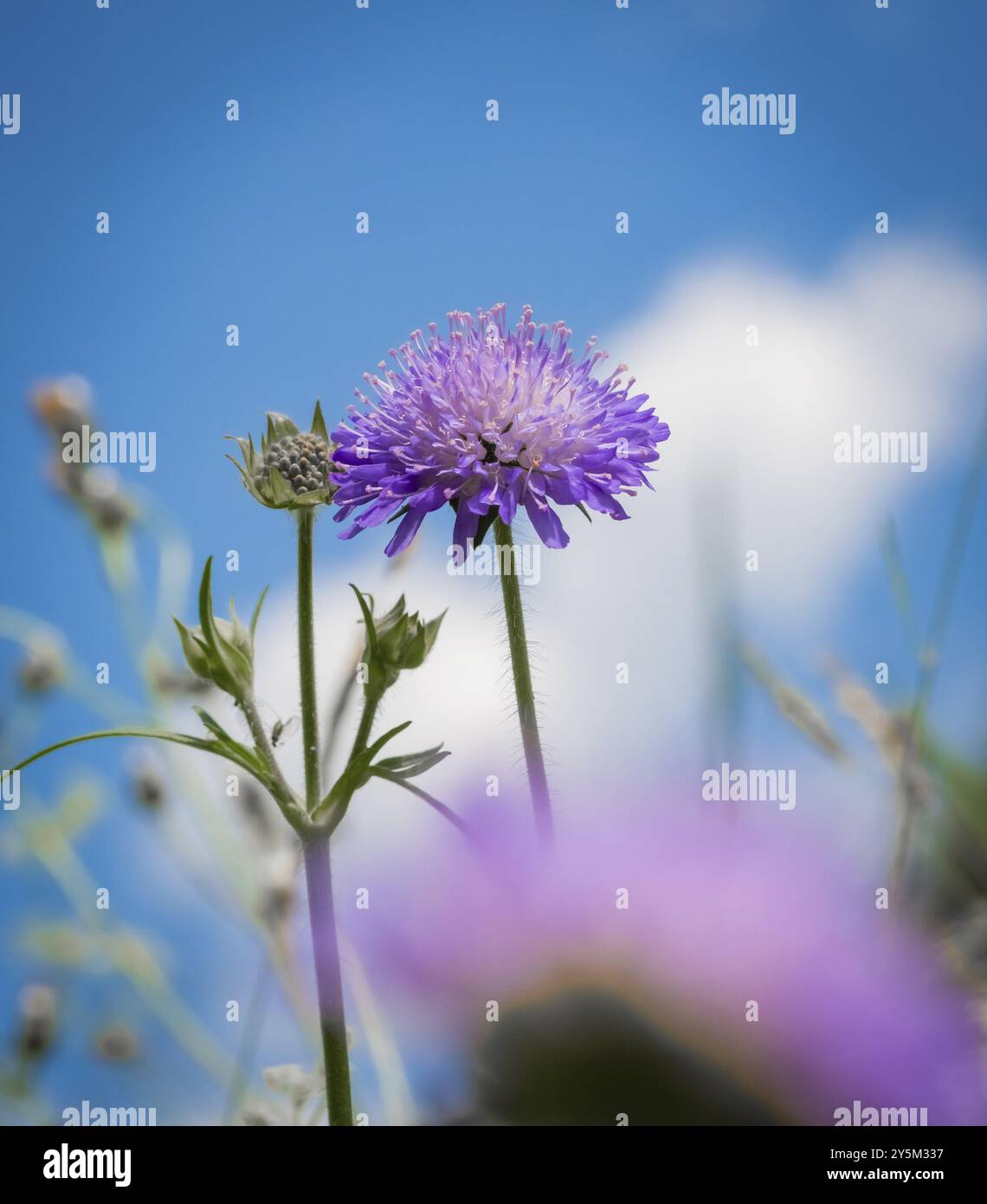 Meadow widow flower (Knautia arvensis Stock Photo - Alamy