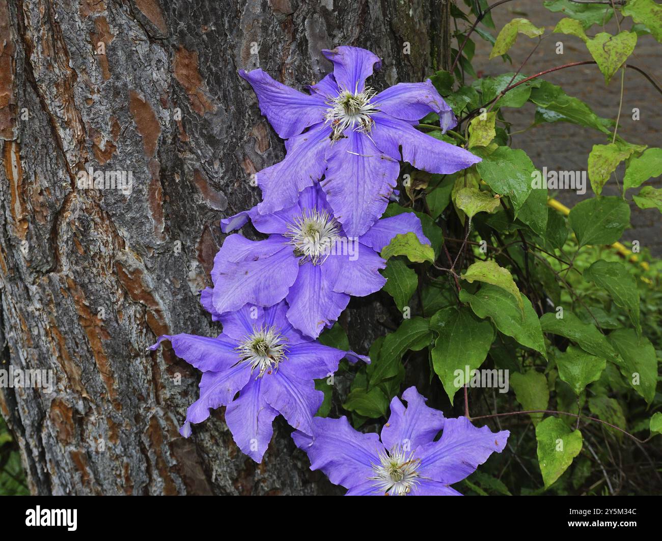 Cross vine, trumpet flower, Bignonia capreolata, cross vine, trumpet ...