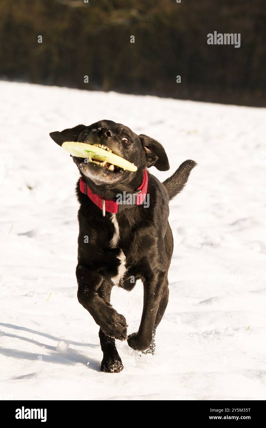 Labrador with frisbee disc Stock Photo - Alamy