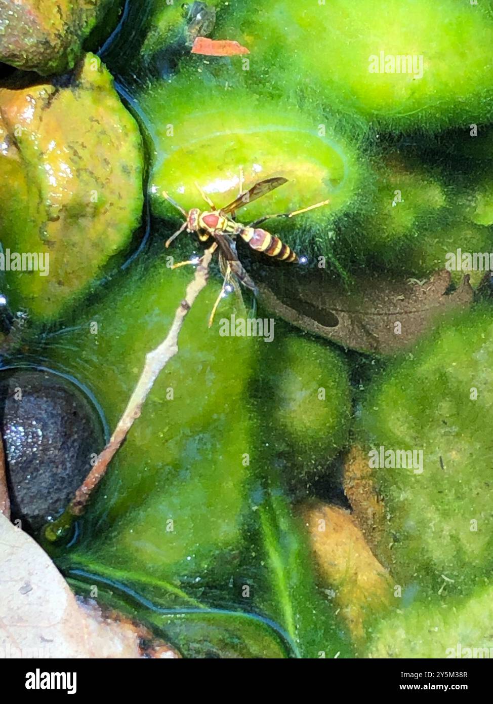 Guinea Paper Wasp (Polistes exclamans) Insecta Stock Photo - Alamy