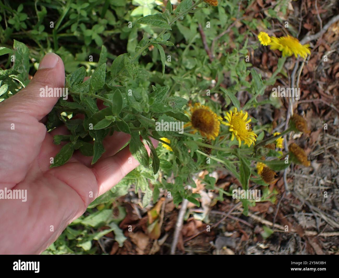 Common Fleabane (Pulicaria dysenterica) Plantae Stock Photo - Alamy