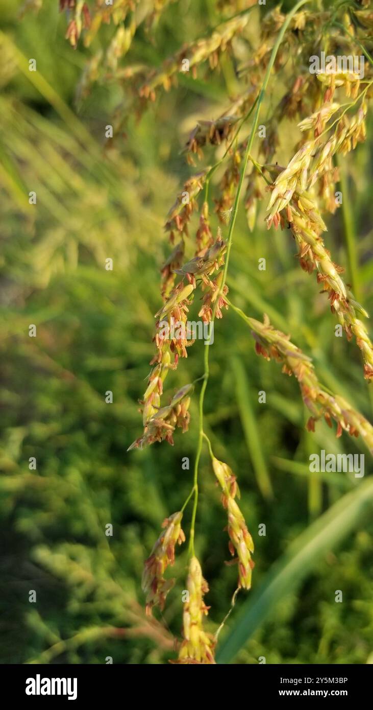 Johnson grass (Sorghum halepense) Plantae Stock Photo - Alamy