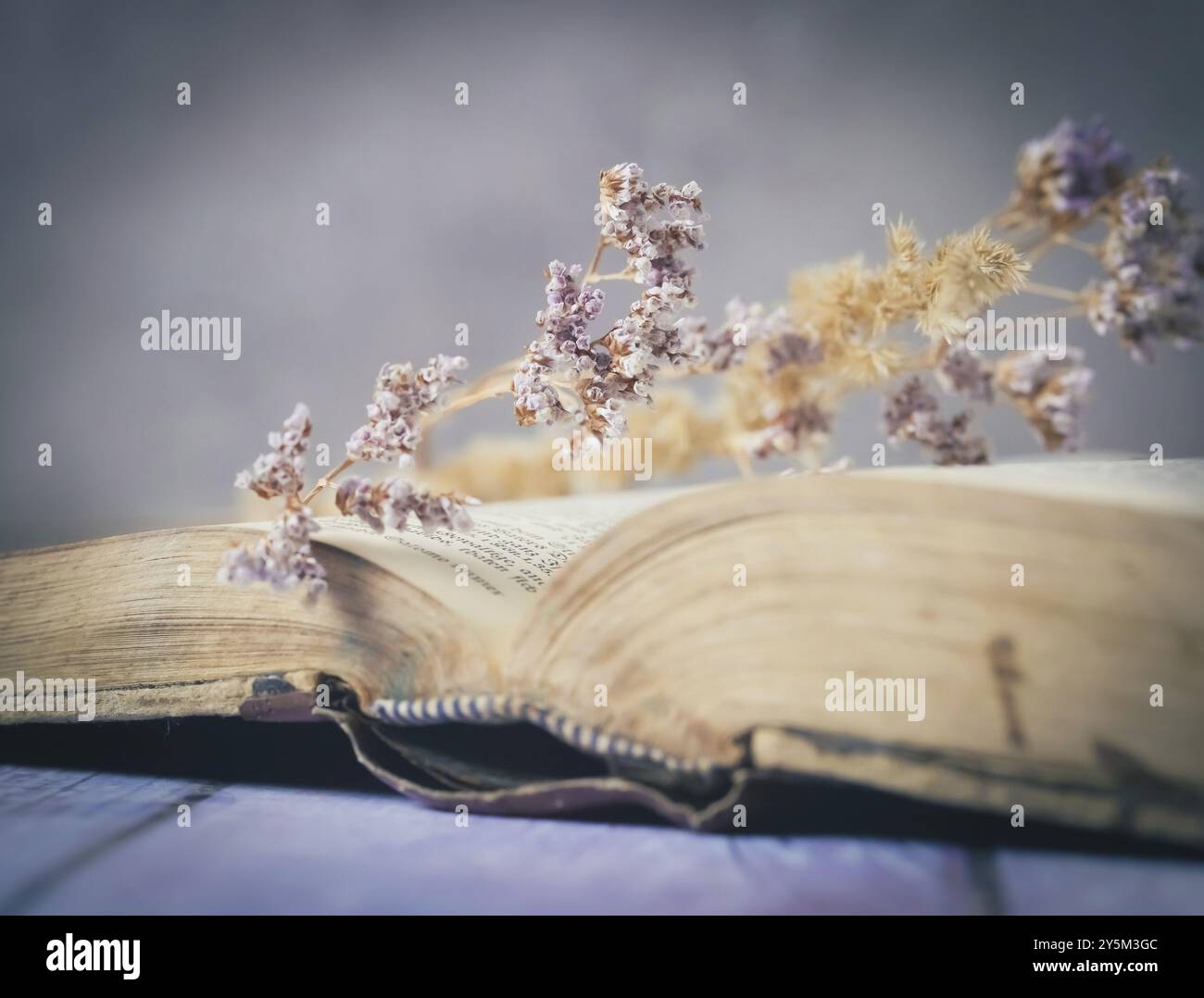 Dried flowers lying on an open book Stock Photo - Alamy