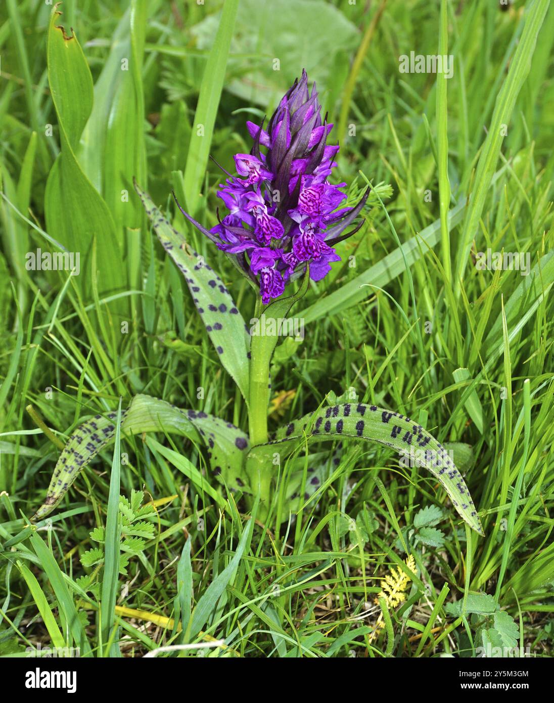 Western marsh orchid, Dactylorhiza majalis, broad-leaved marsh orchid, common marsh orchid Stock ...