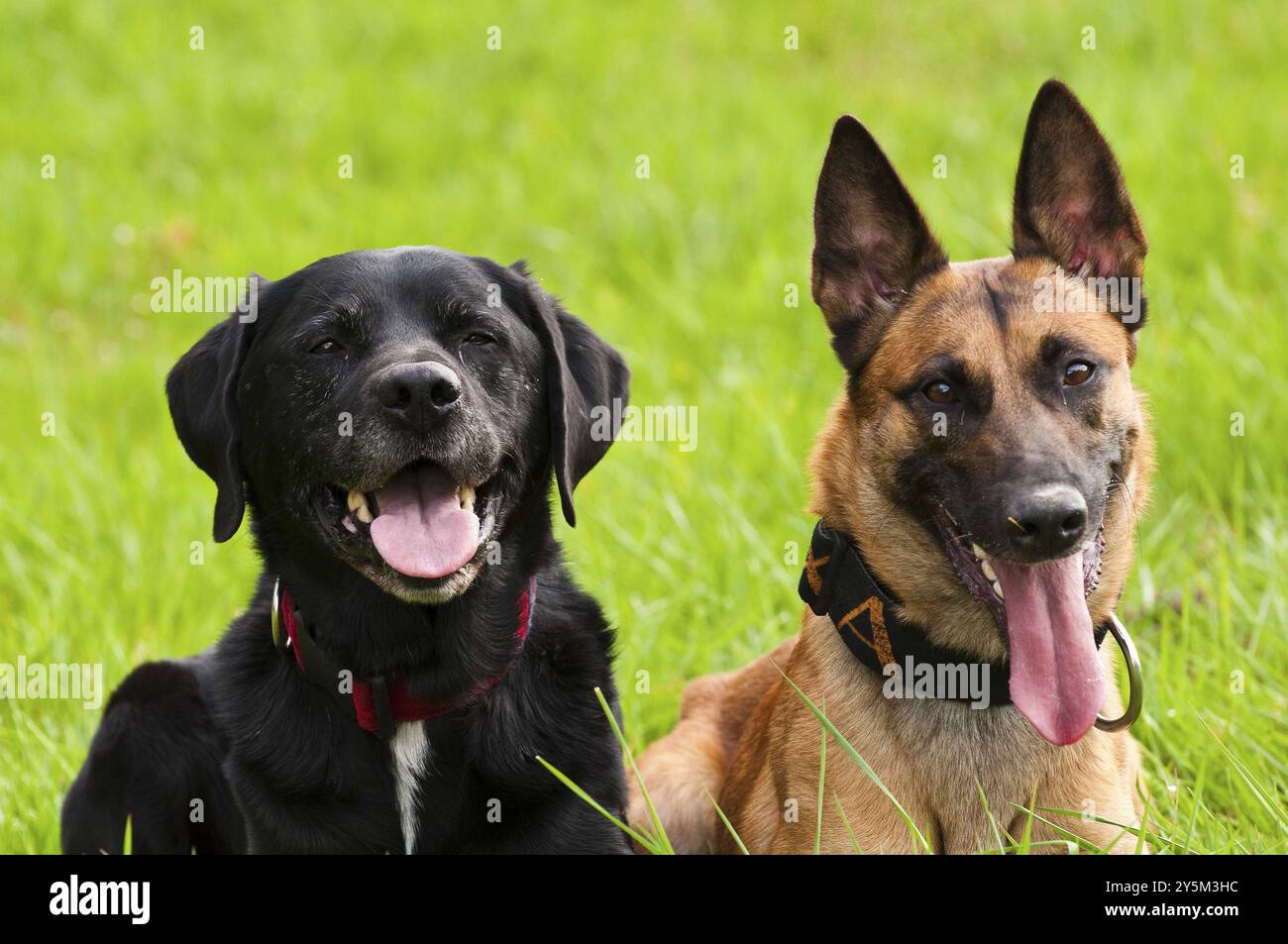 Malinois mix hi-res stock photography and images - Alamy