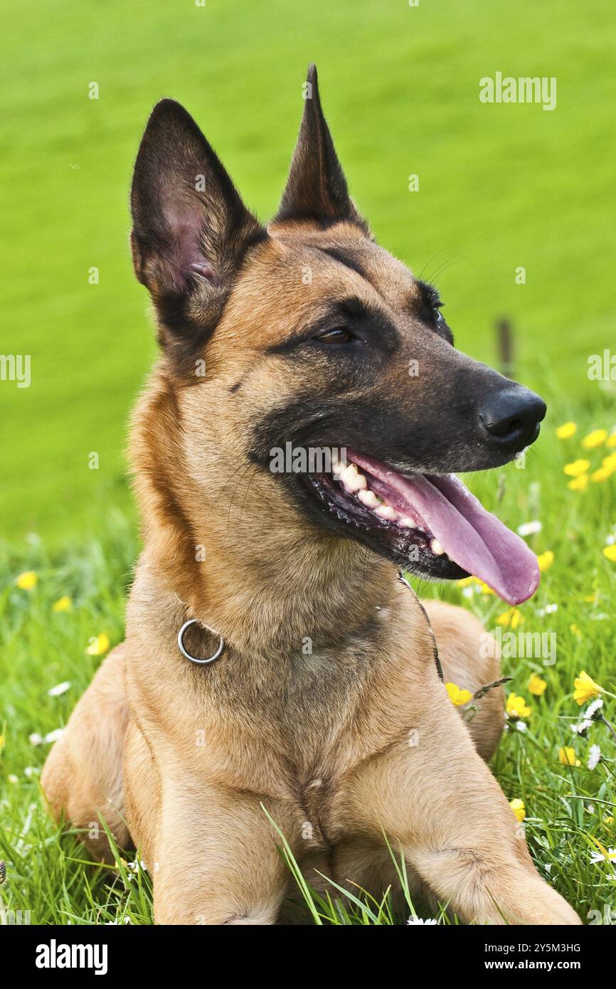 Chien malinois belge hi-res stock photography and images - Alamy