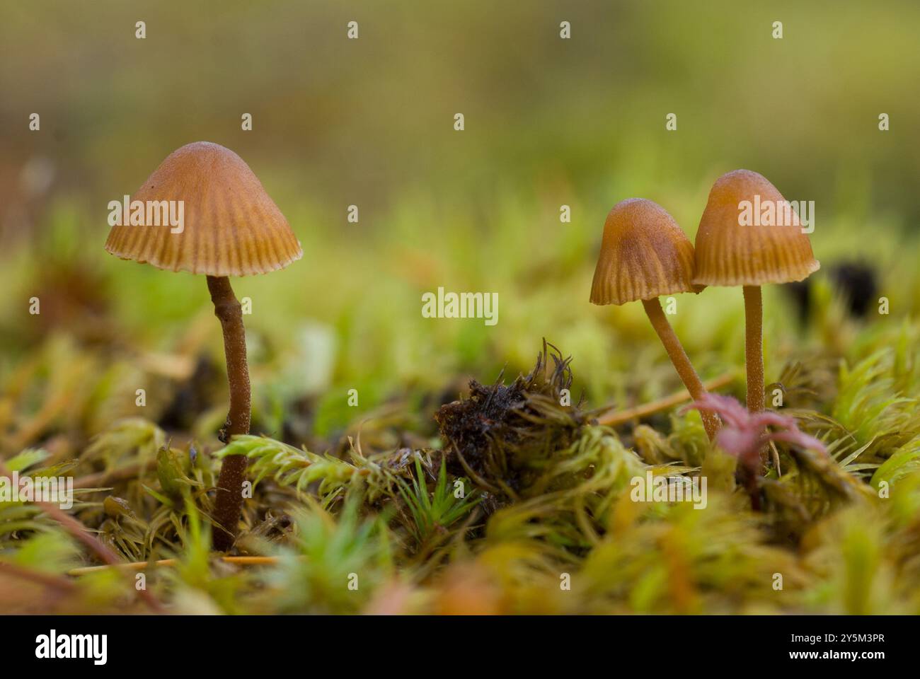 Moss Bells (Galerina) Fungi Stock Photo - Alamy
