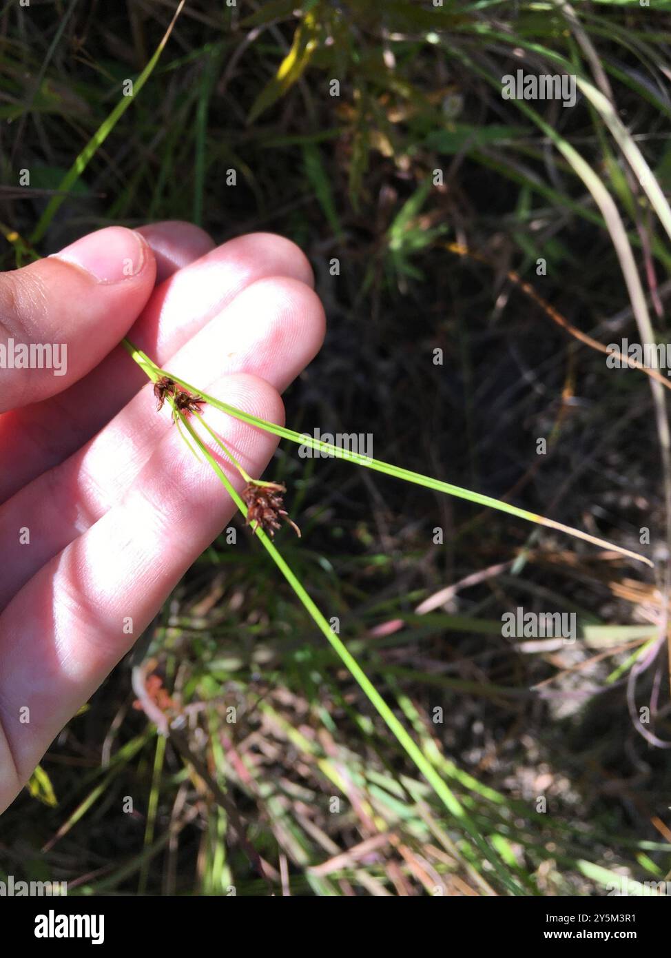 brownish beaked-rush (Rhynchospora capitellata) Plantae Stock Photo - Alamy