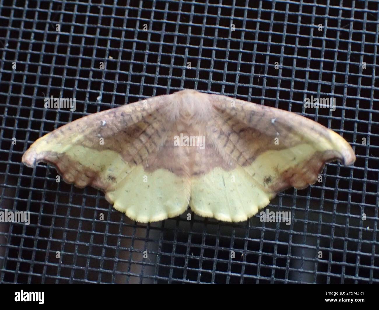 Oreta rosea hi-res stock photography and images - Alamy