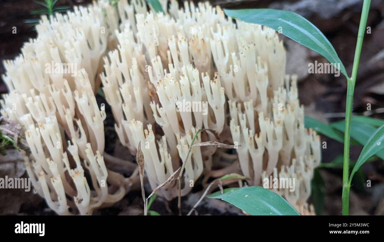 crown-tipped coral fungus (Artomyces pyxidatus) Fungi Stock Photo - Alamy