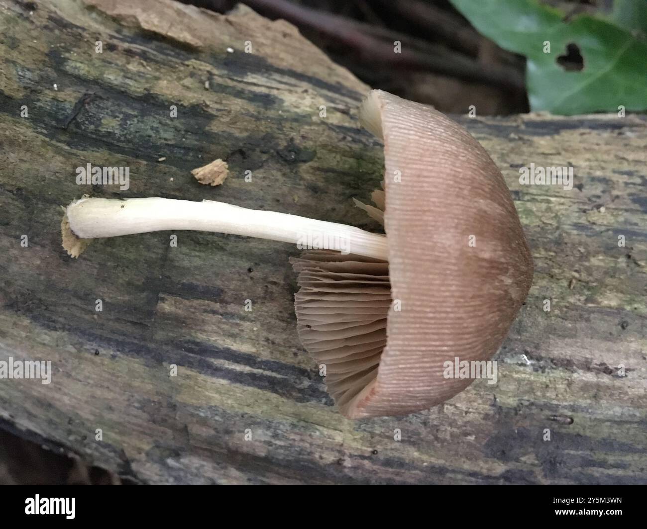 Pleated Pluteus (Pluteus longistriatus) Fungi Stock Photo - Alamy
