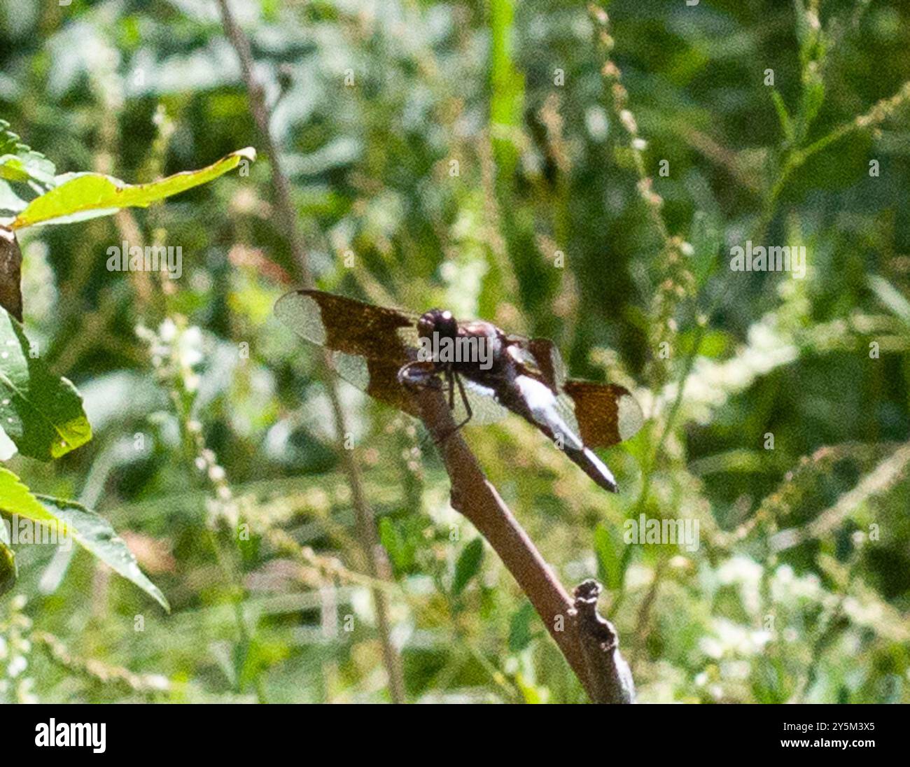 Common Whitetail (Plathemis lydia) Insecta Stock Photo - Alamy