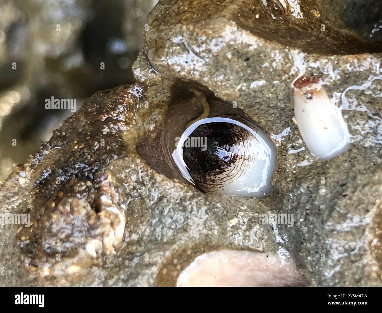 Piddocks and Angelwings (Pholadidae) Mollusca Stock Photo - Alamy