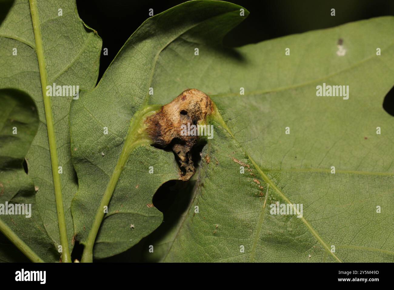 Oak Curved-leaf Gall Wasp (Andricus curvator) Insecta Stock Photo - Alamy