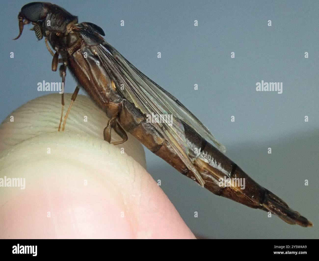 Ship-timber Beetles (Atractocerus) Insecta Stock Photo - Alamy