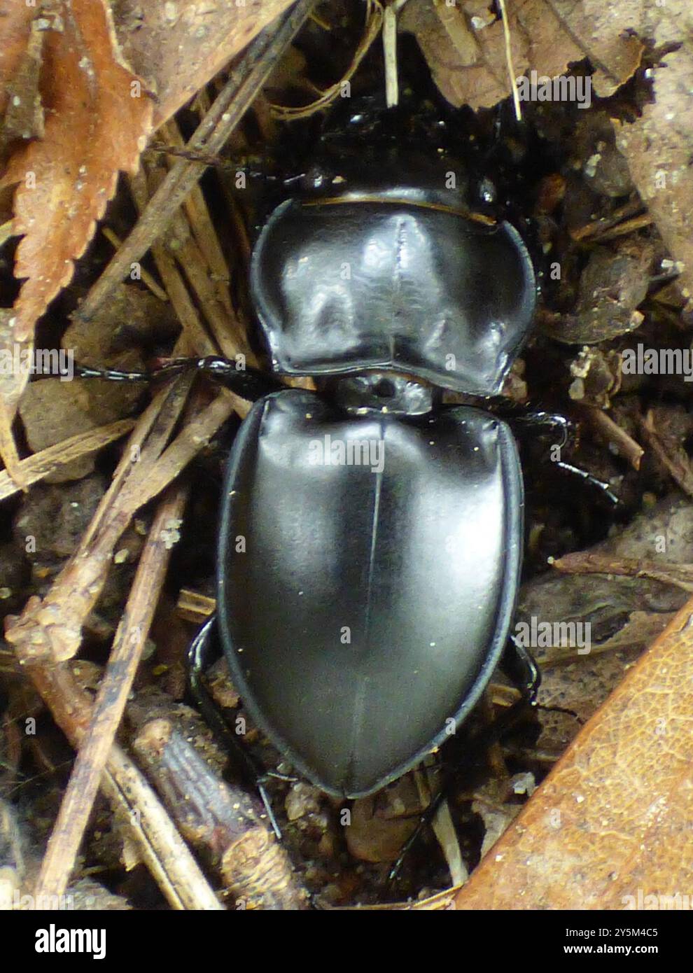 Warrior Beetles (Pasimachus) Insecta Stock Photo - Alamy