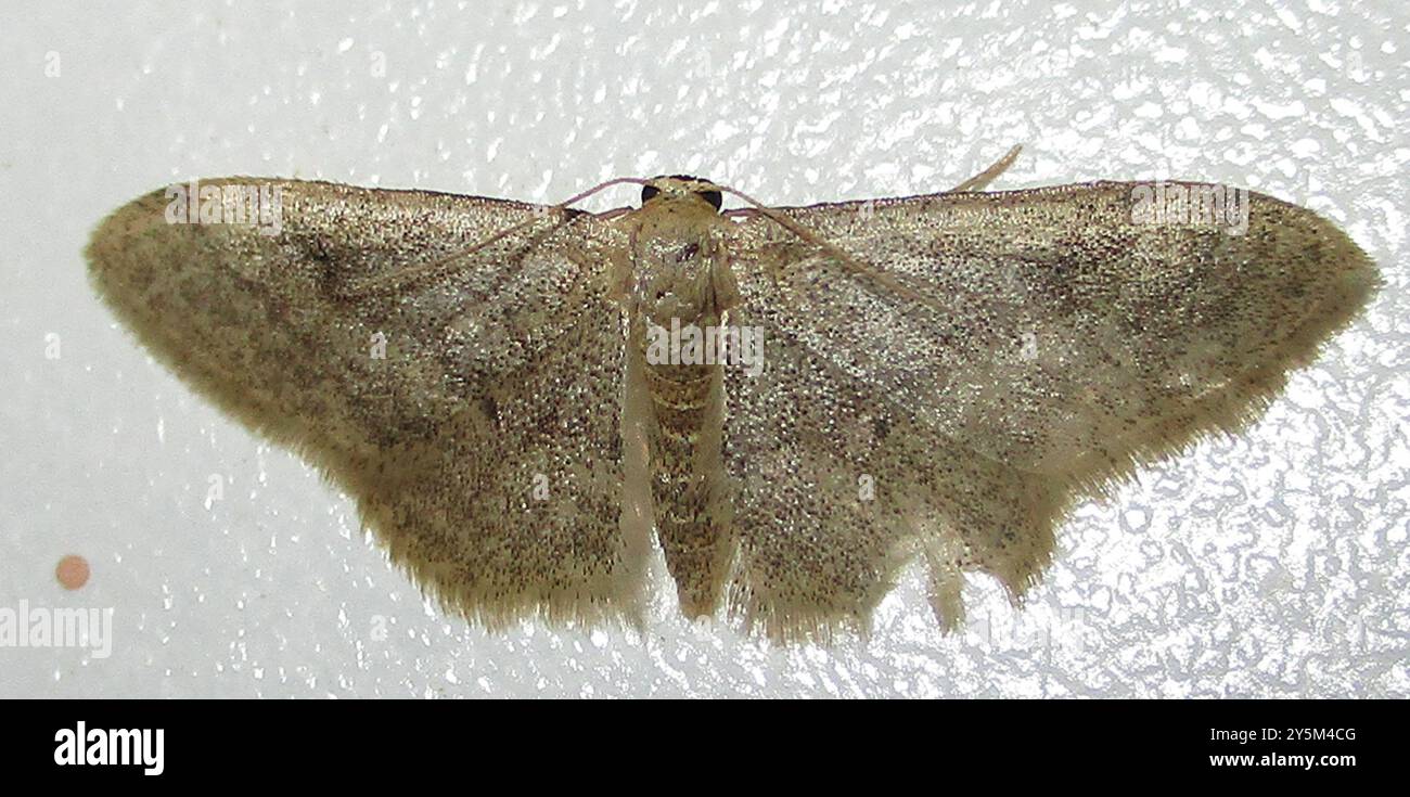 Geometer Moths (Geometridae) Insecta Stock Photo - Alamy