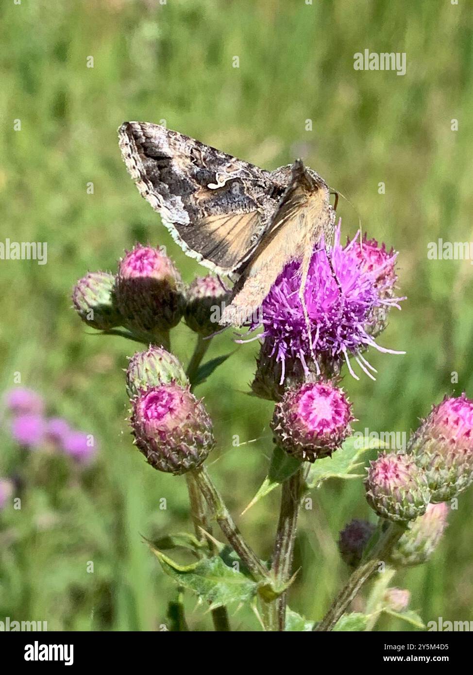 Alfalfa Looper (Autographa californica) Insecta Stock Photo - Alamy