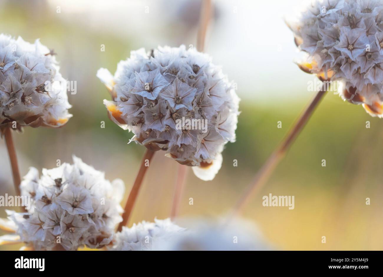 Beach carnation hi-res stock photography and images - Alamy