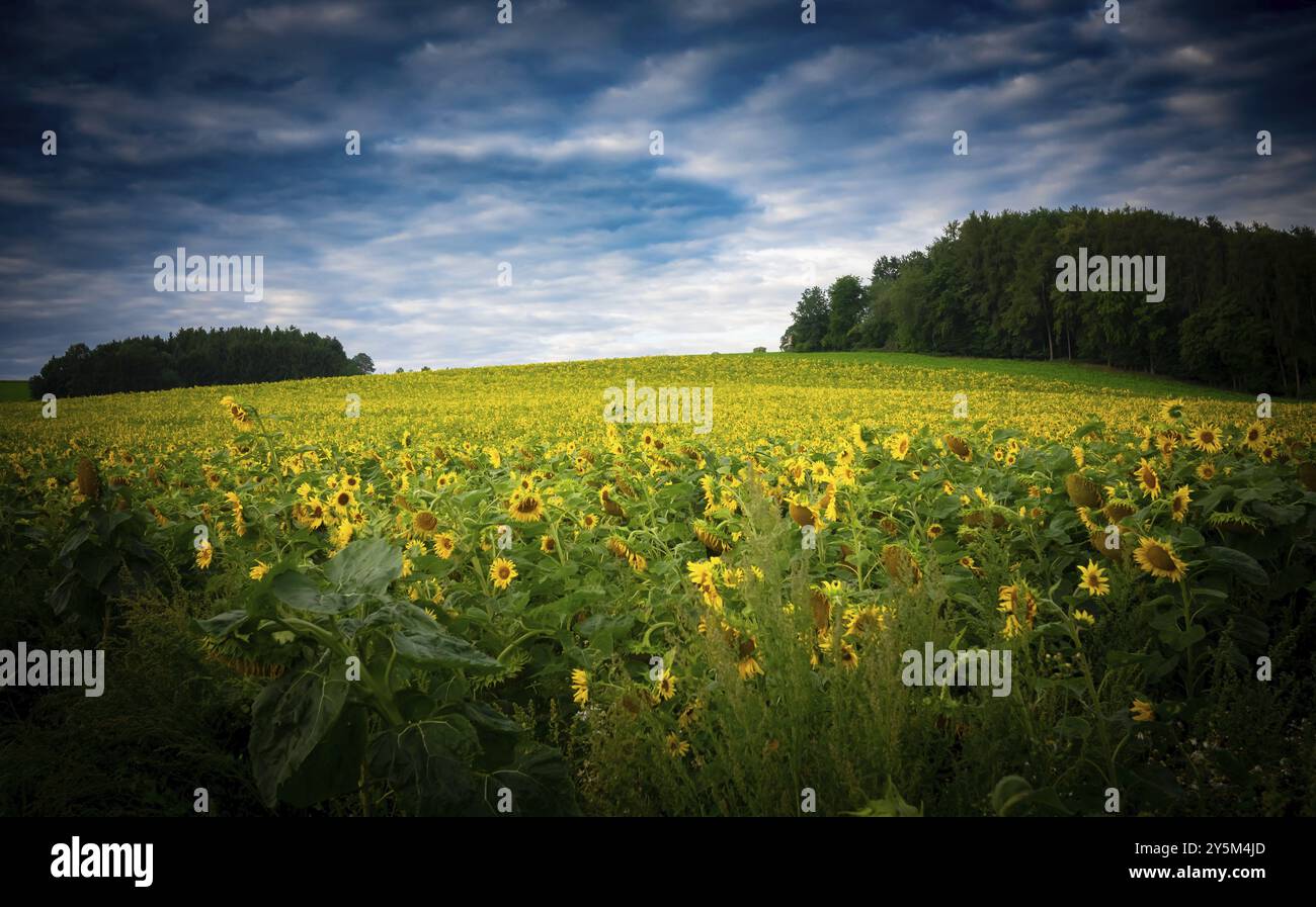 Empty sunflower hi-res stock photography and images - Alamy
