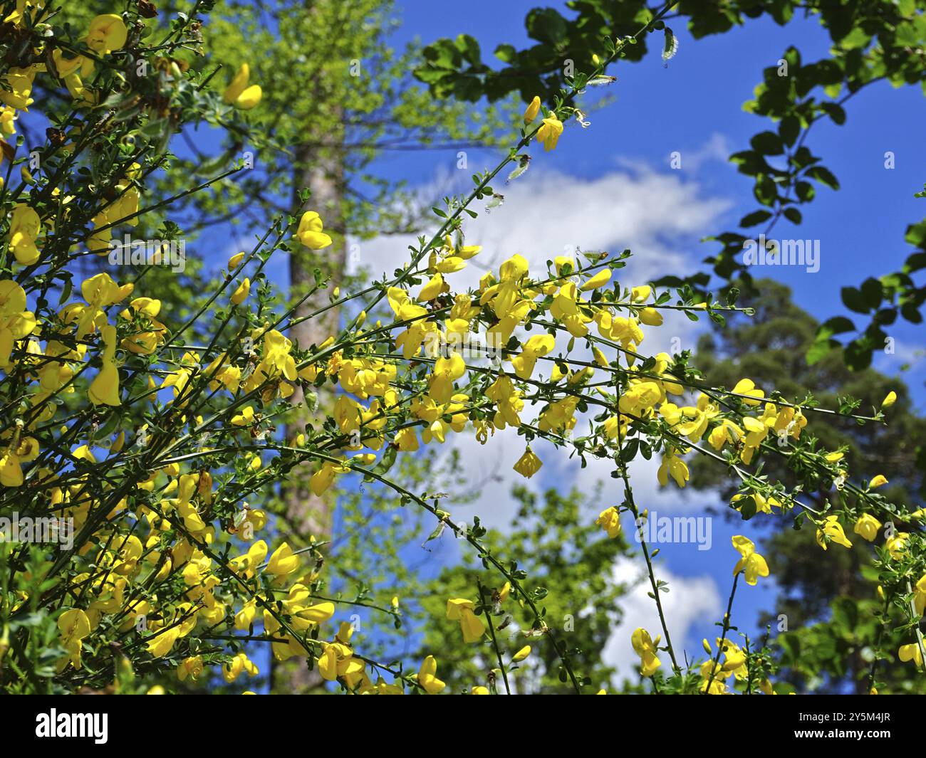 Common broom, Cytisus scoparius, common broom, Scotch broom Stock Photo ...