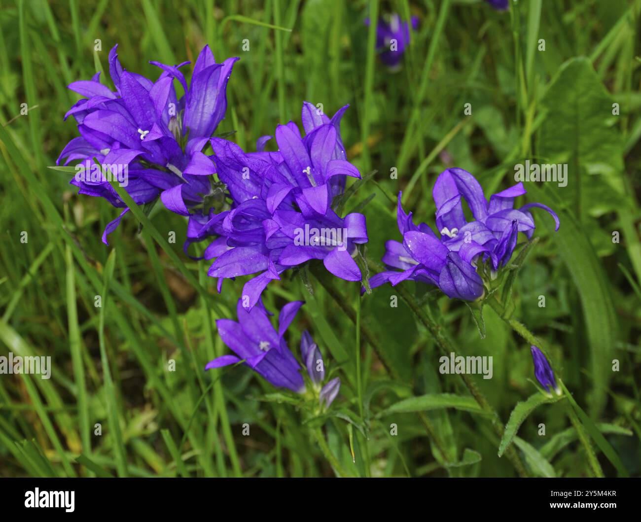 Clustered bellflower, Campanula glomerata, clustered bellflower Stock ...
