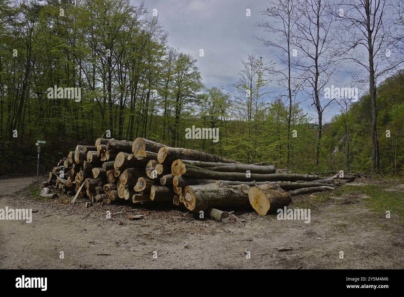 Wood pile, logging, forestry, woodcutting, wood pile, logging in ...