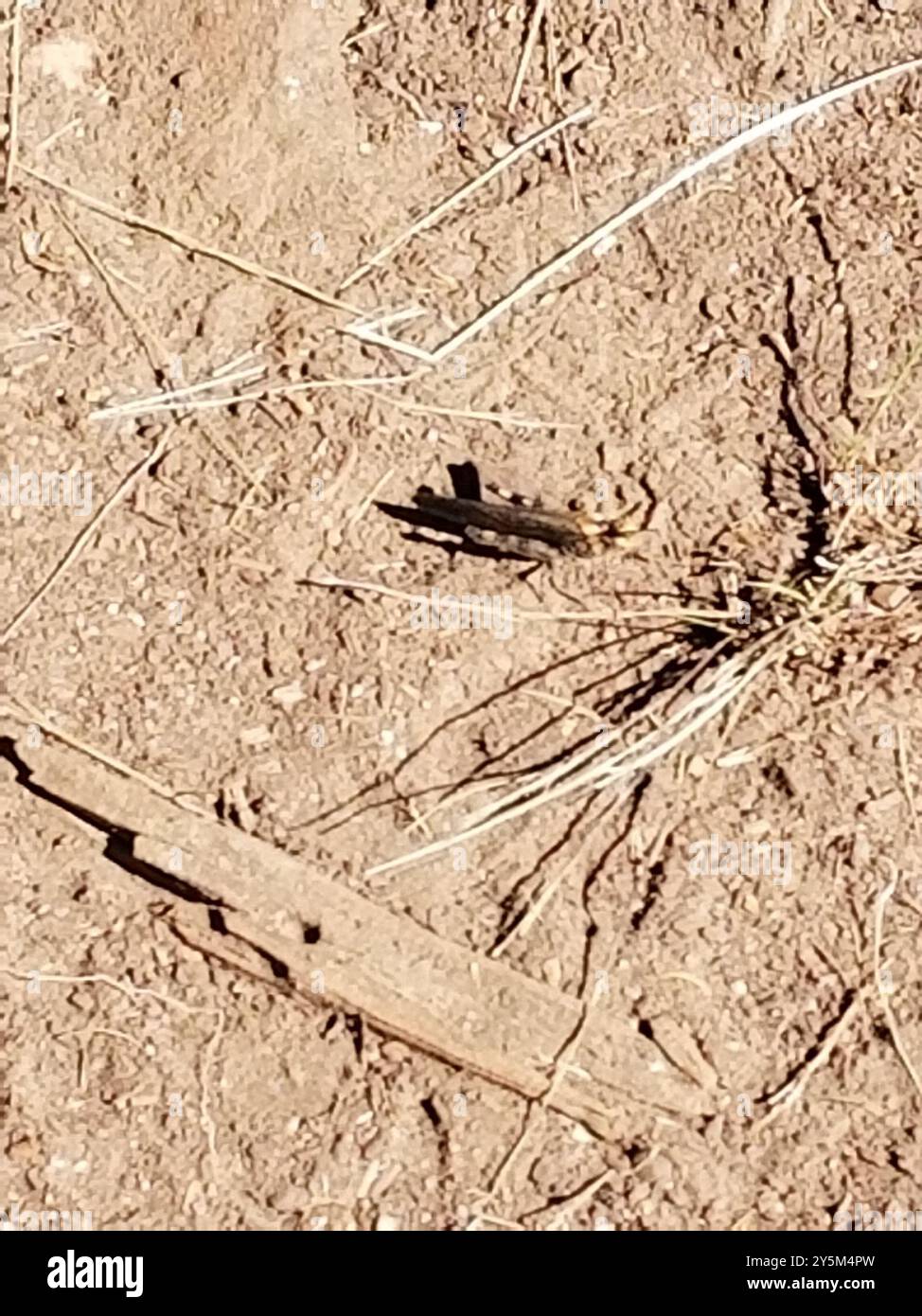 Crackling Forest Grasshopper (Trimerotropis verruculata suffusa ...