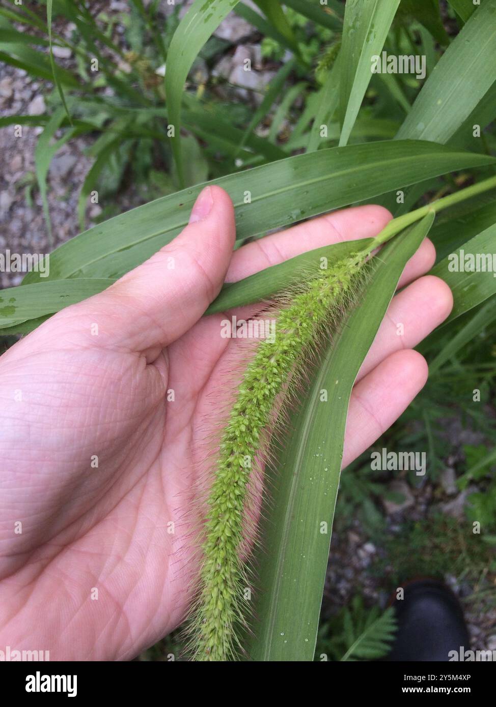 giant foxtail (Setaria faberi) Plantae Stock Photo - Alamy
