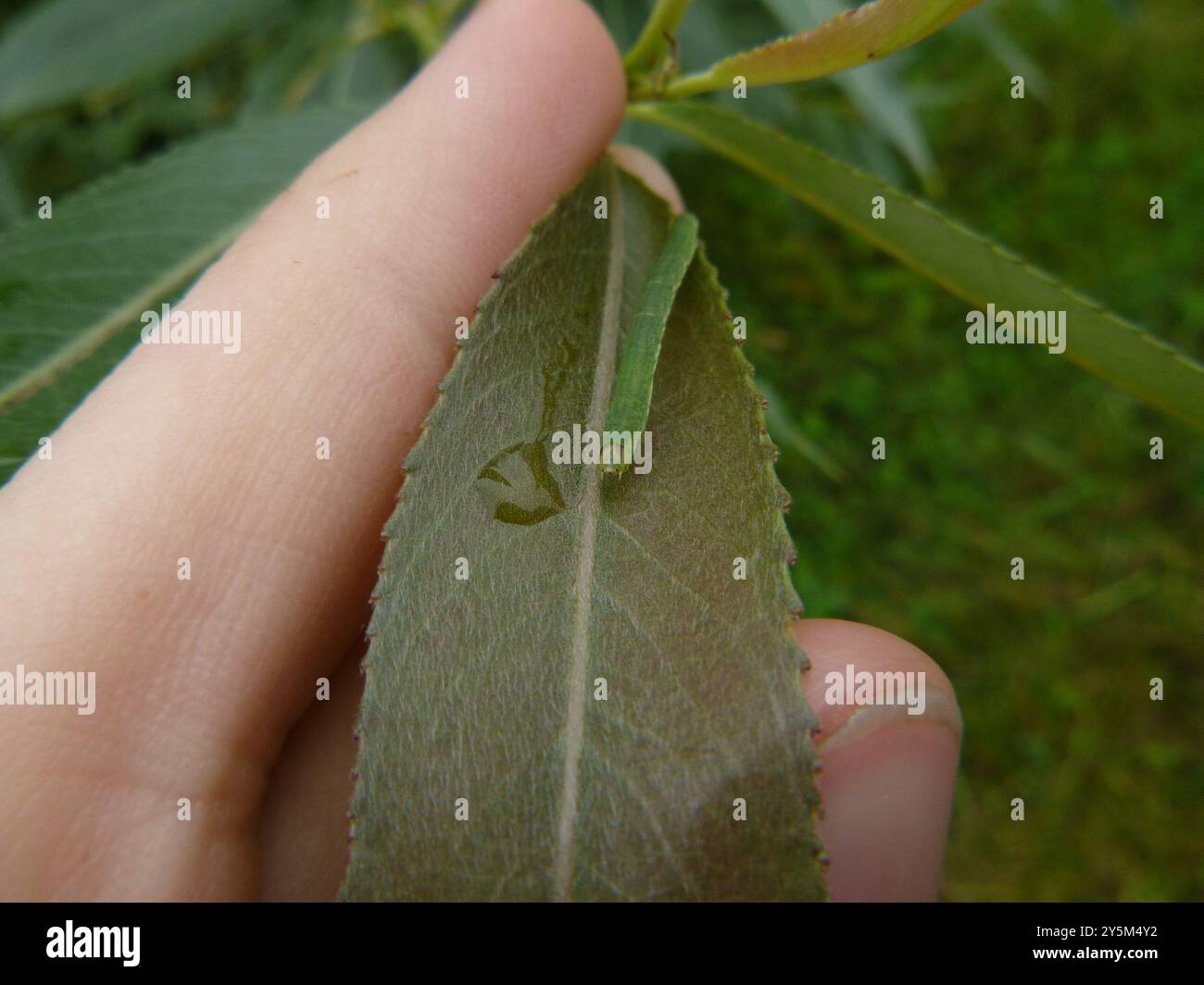 Almond Willow (Salix triandra) Plantae Stock Photo - Alamy