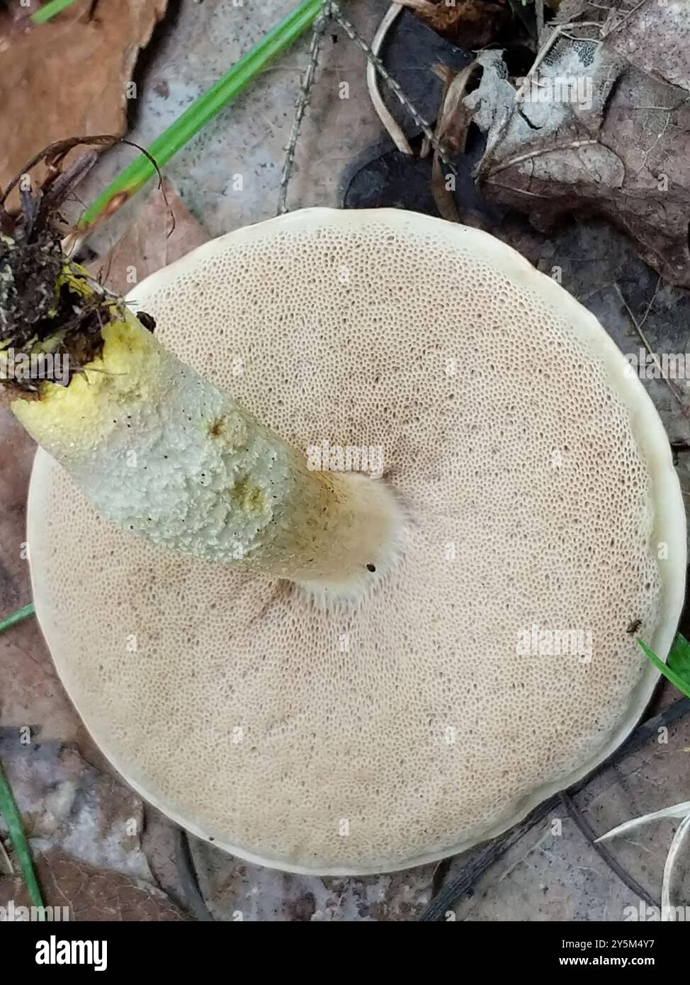 boletes (Boletaceae) Fungi Stock Photo - Alamy