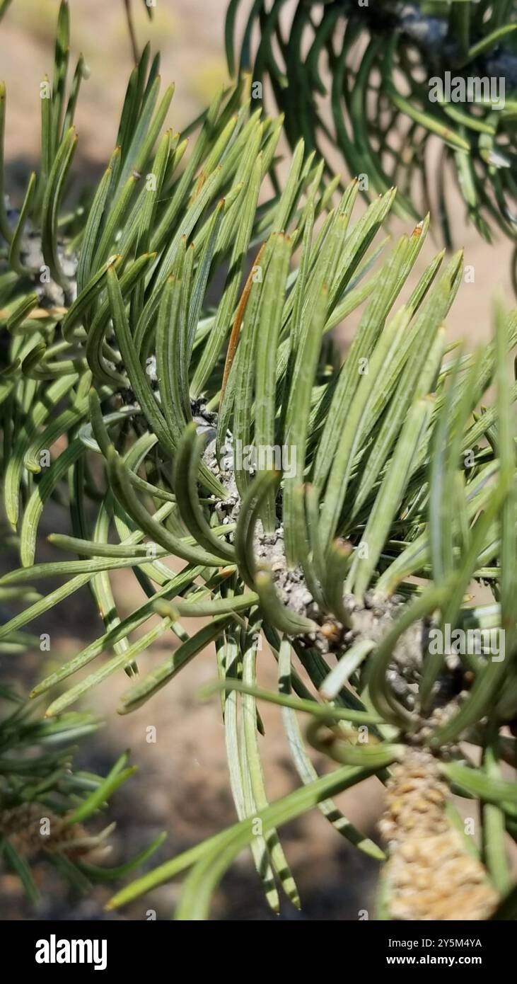 Colorado Pinyon (Pinus edulis) Plantae Stock Photo - Alamy