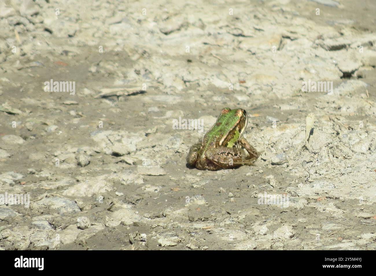 Water Frogs (Pelophylax) Amphibia Stock Photo - Alamy