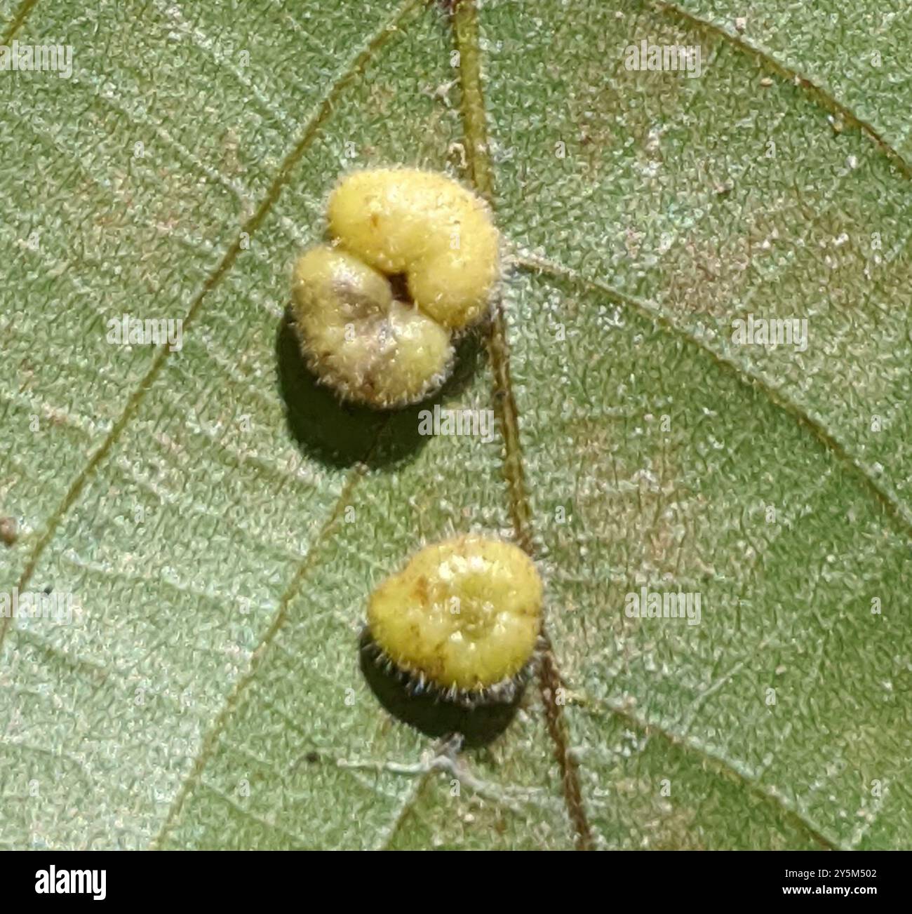 Hickory Placenta Gall Midge (Caryomyia thompsoni) Insecta Stock Photo ...
