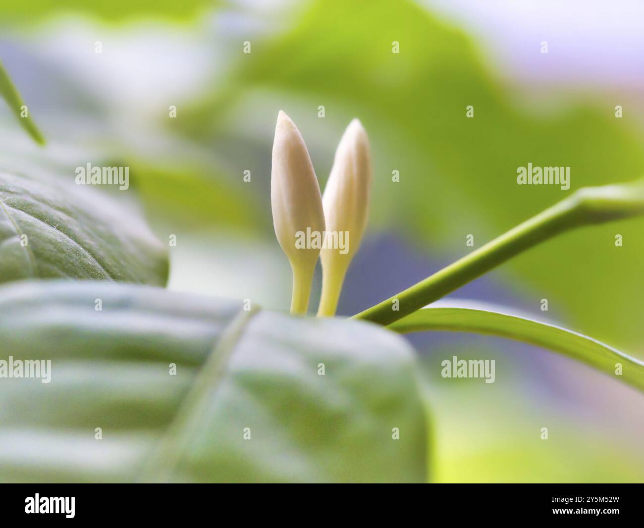 Coffee flower buds Stock Photo - Alamy
