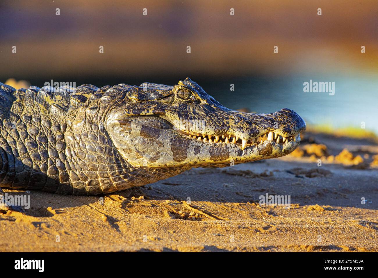 Spectacled caiman (Caiman crocodilius) Pantanal Brazil Stock Photo - Alamy