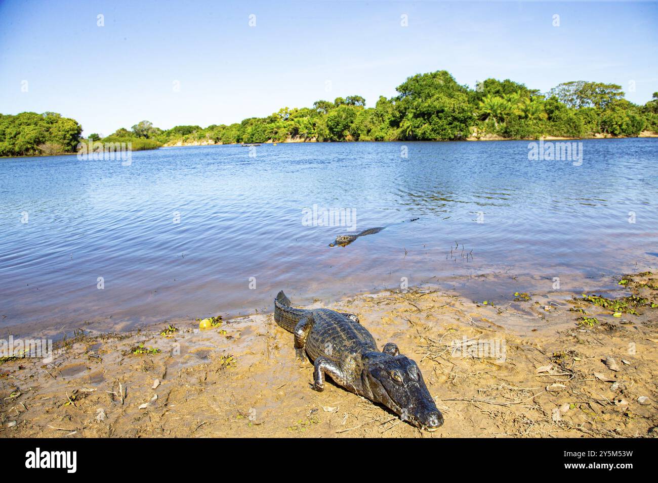 Spectacled caiman (Caiman crocodilius) Pantanal Brazil Stock Photo - Alamy