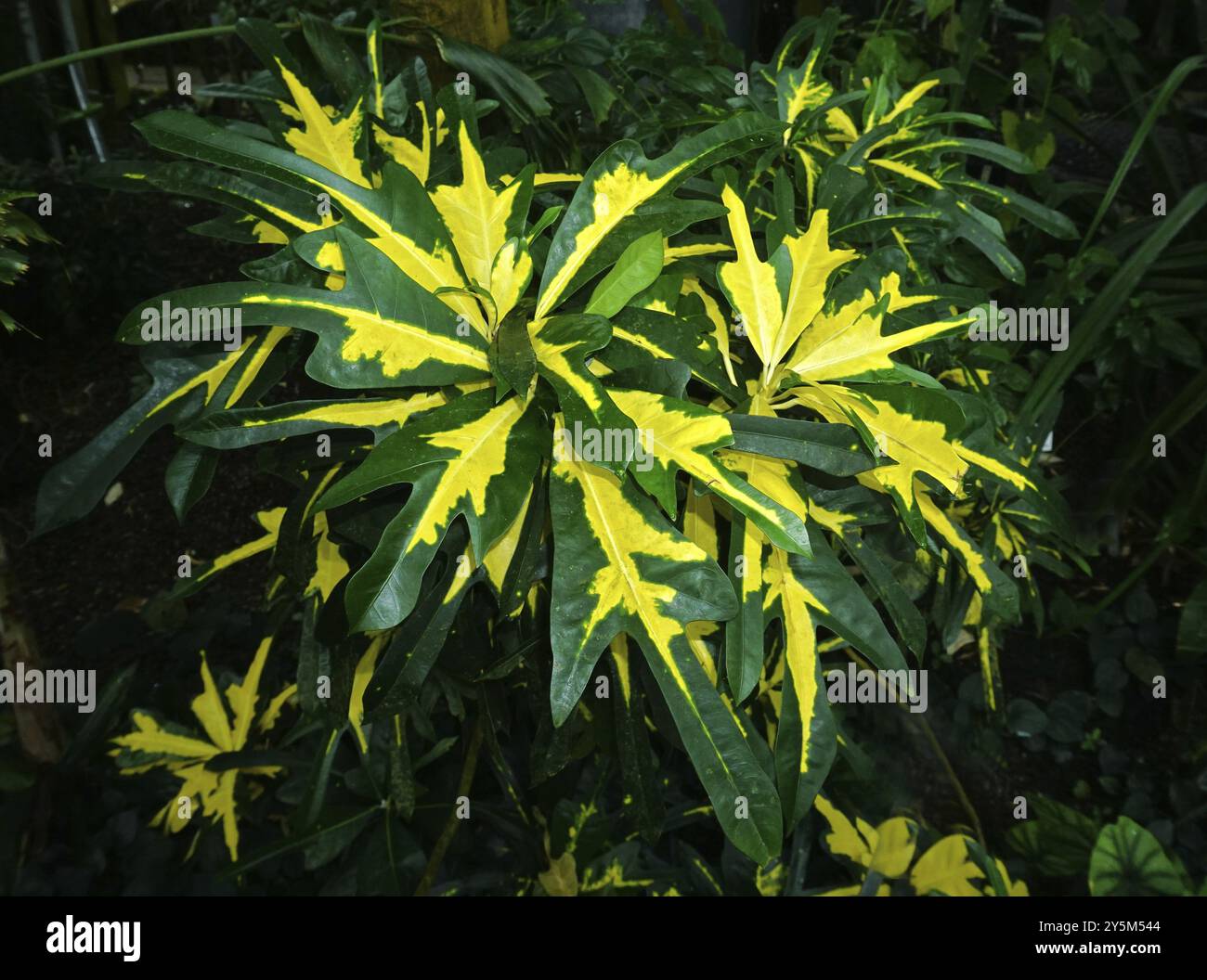 Croton, Codiaeum variegatum, Croton, wonder shrub, crab flower ...