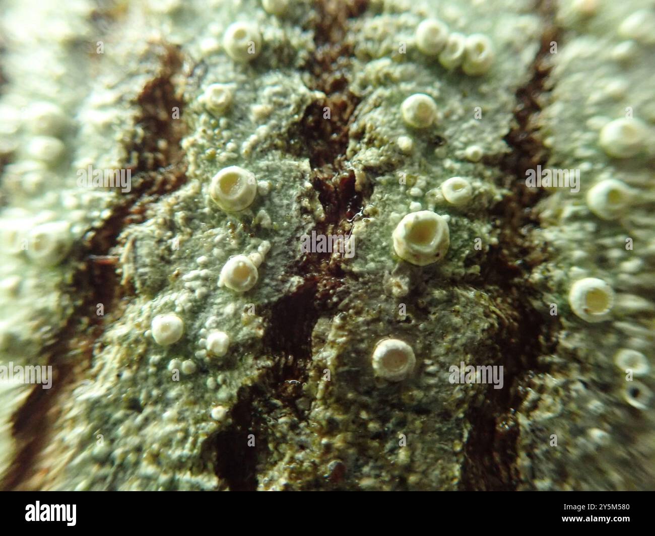 Smooth Saucer Lichen (Ochrolechia laevigata) Fungi Stock Photo - Alamy