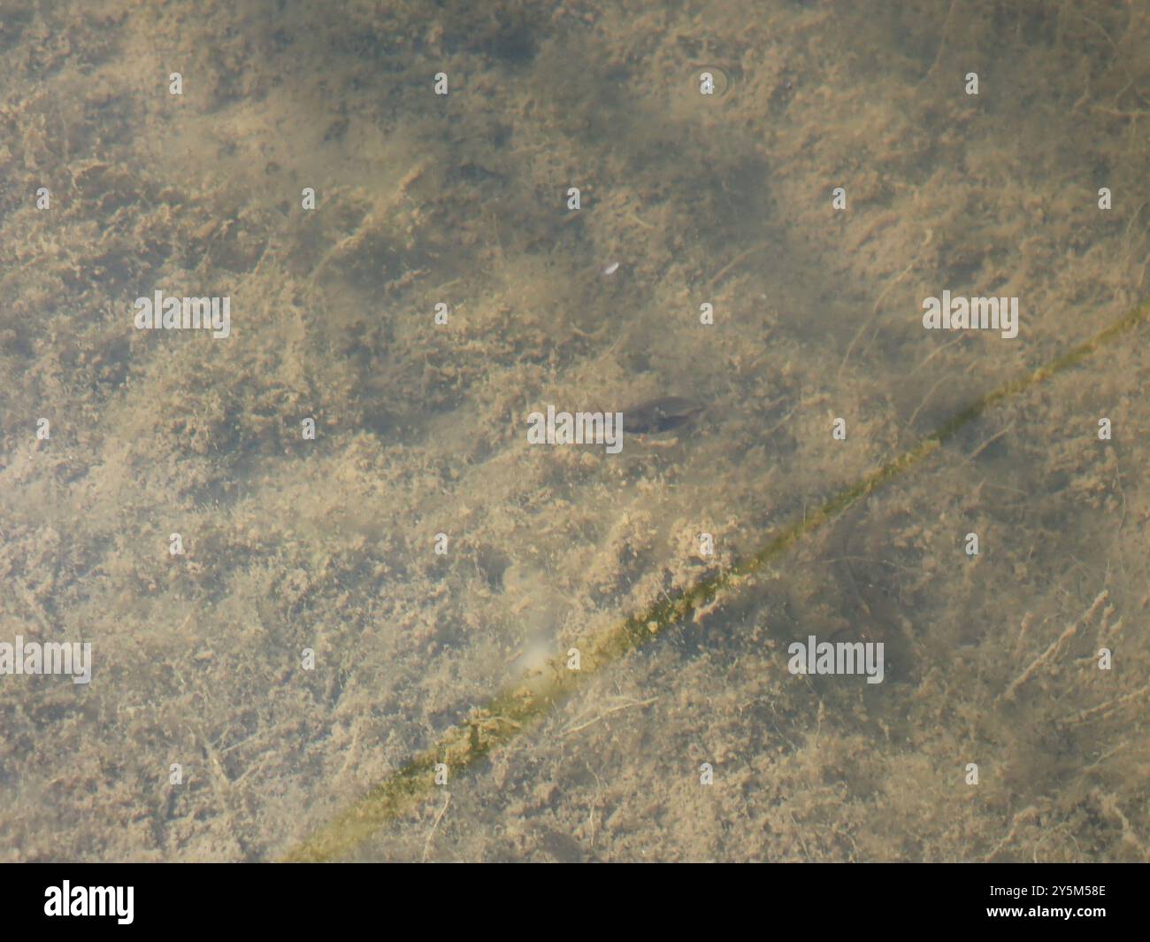 Lesser Diving-beetle (Acilius sulcatus) Insecta Stock Photo - Alamy