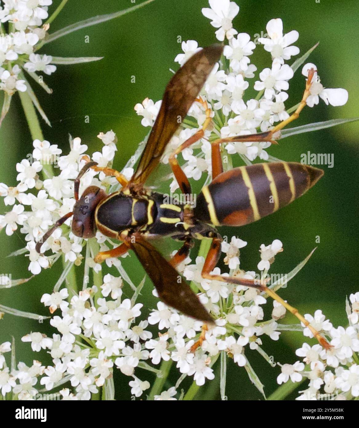 Northern Paper Wasp (Polistes fuscatus) Insecta Stock Photo - Alamy