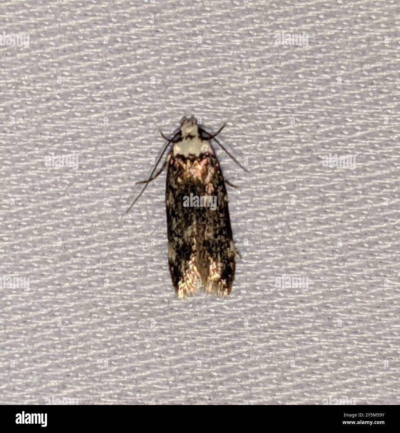 White-shouldered House Moth (Endrosis sarcitrella) Insecta Stock Photo ...