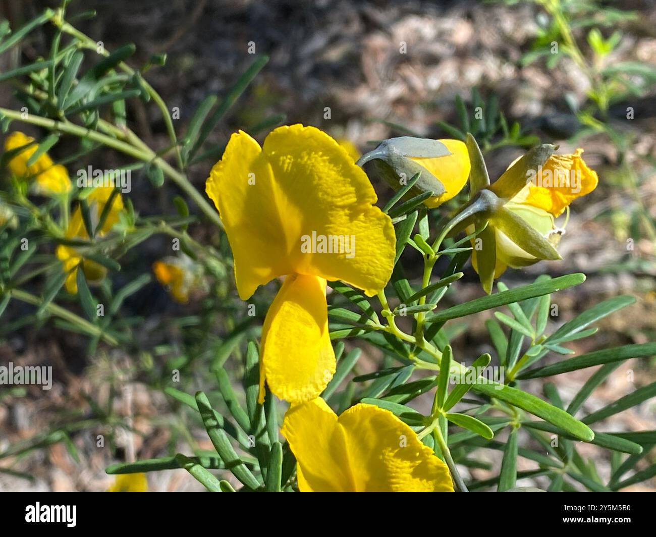 Golden Glory Pea (Gompholobium latifolium) Plantae Stock Photo - Alamy