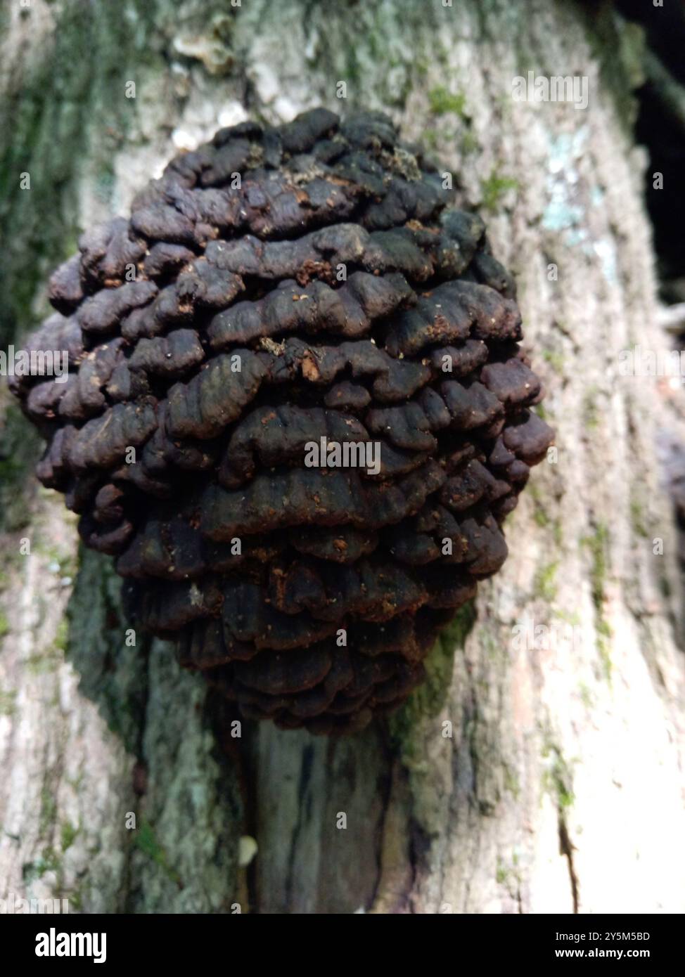 Sweet knot (Fomes graveolens) Fungi Stock Photo - Alamy