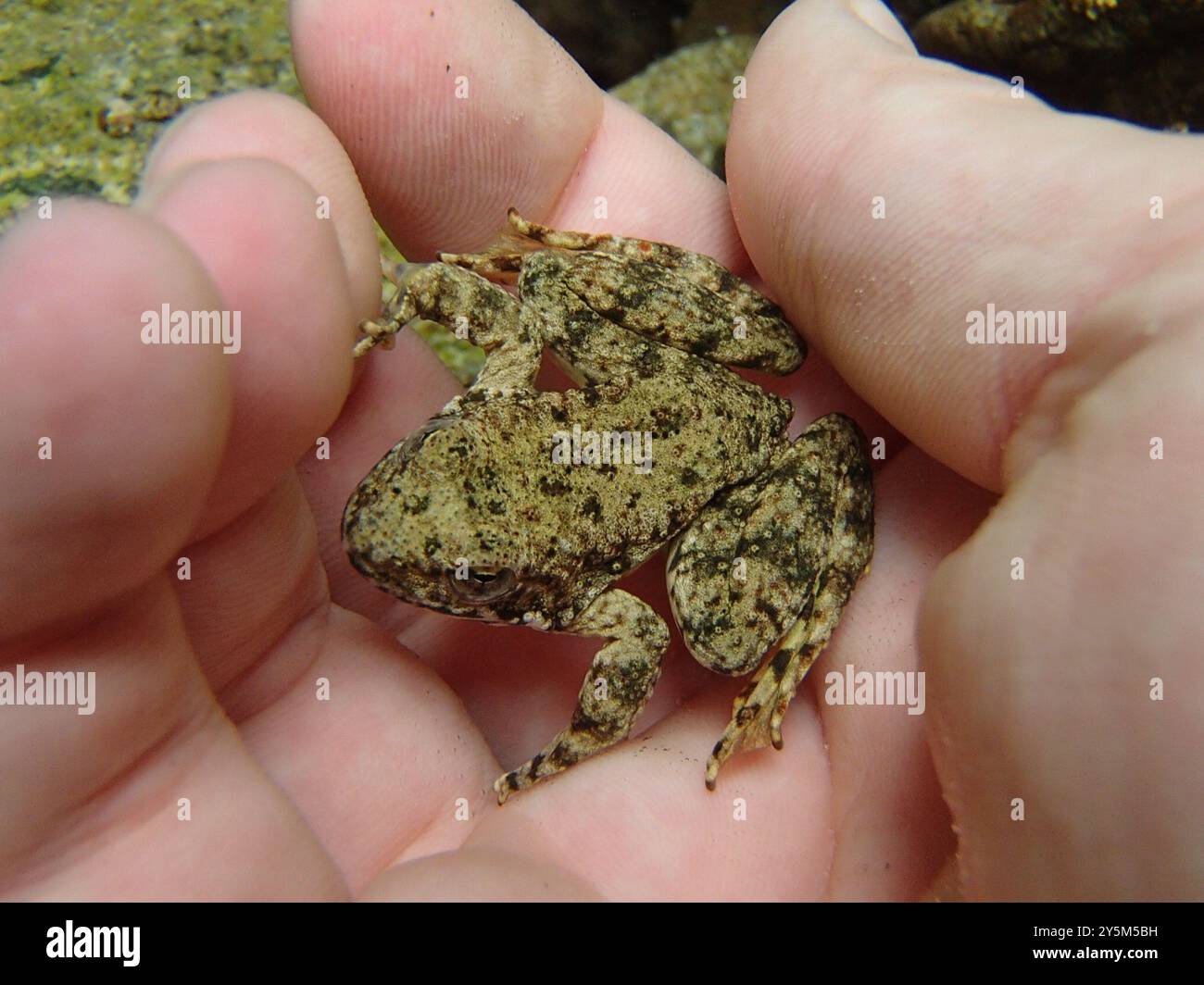 Foothill Yellow-legged Frog (Rana boylii) Amphibia Stock Photo - Alamy
