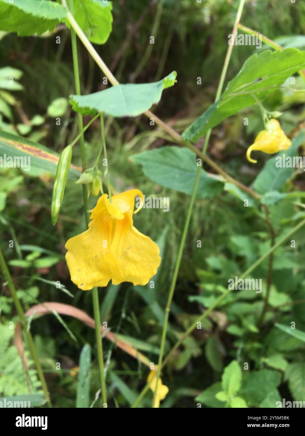 Touch-me-not Balsam (Impatiens noli-tangere) Plantae Stock Photo - Alamy