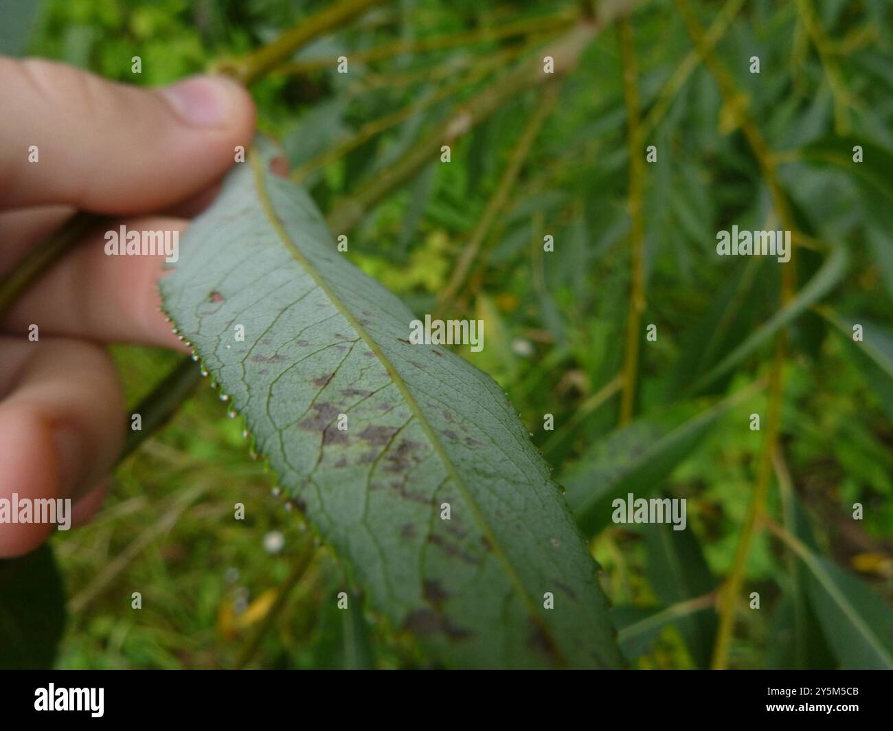 Almond Willow (Salix triandra) Plantae Stock Photo - Alamy